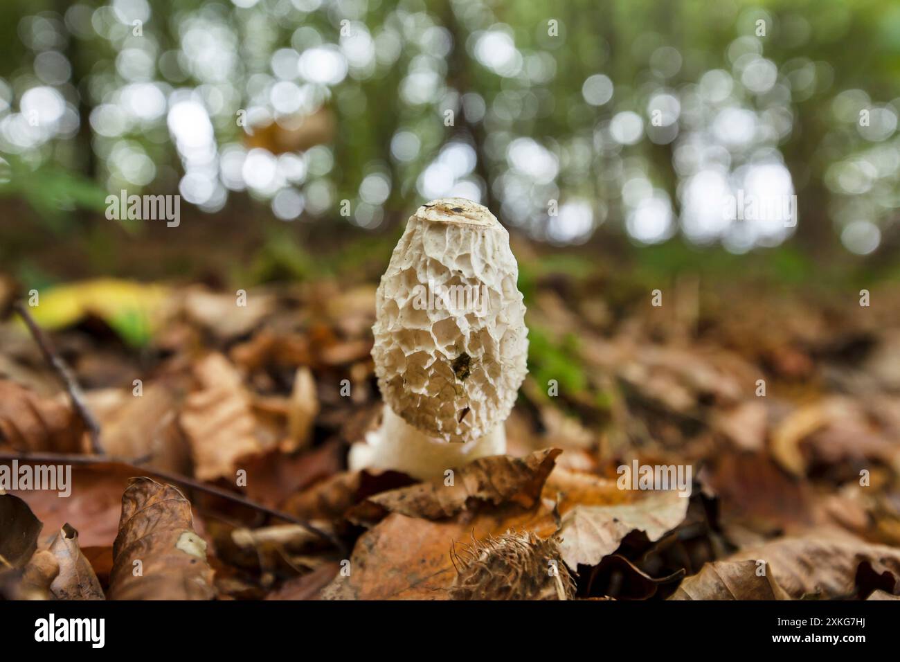 Common stinking horn hi-res stock photography and images - Alamy