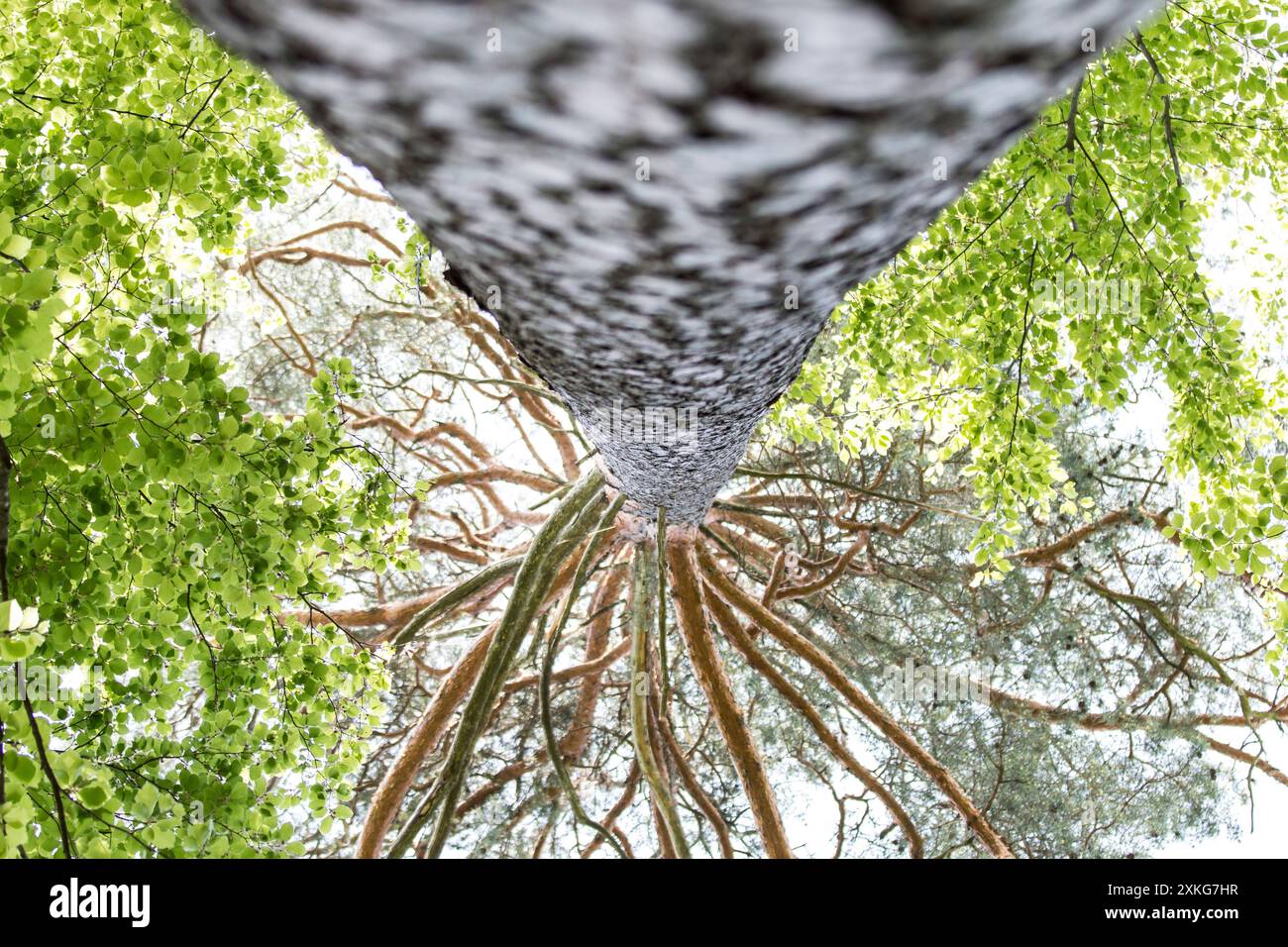Scotch pine, Scots pine (Pinus sylvestris), view from below up to the ...