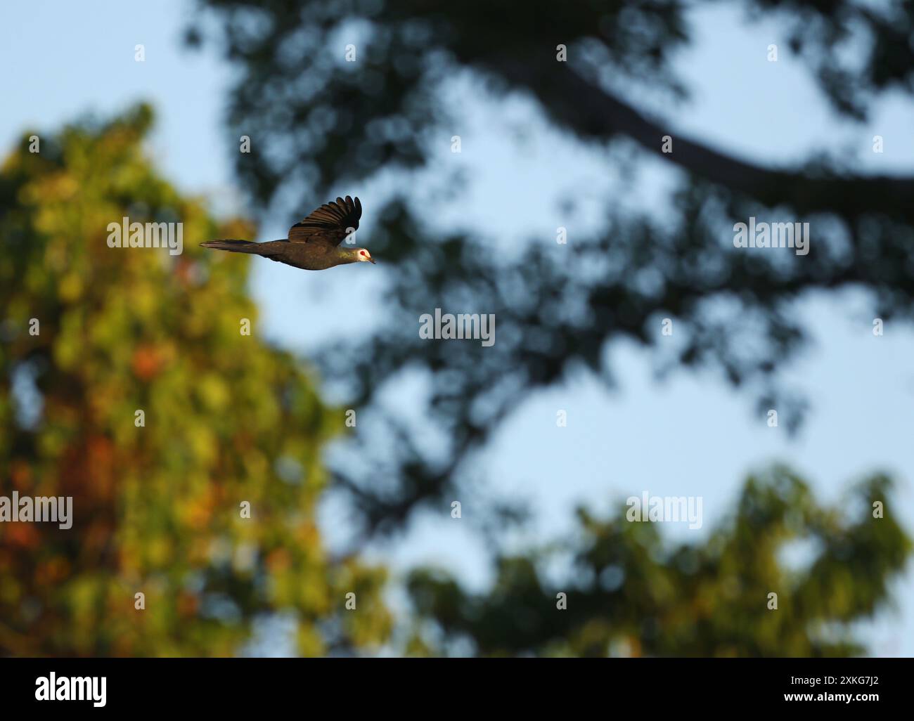 Sula Cuckoo-Dove (Turacoena sulaensis), in flight, Indonesia, Sulawesi ...