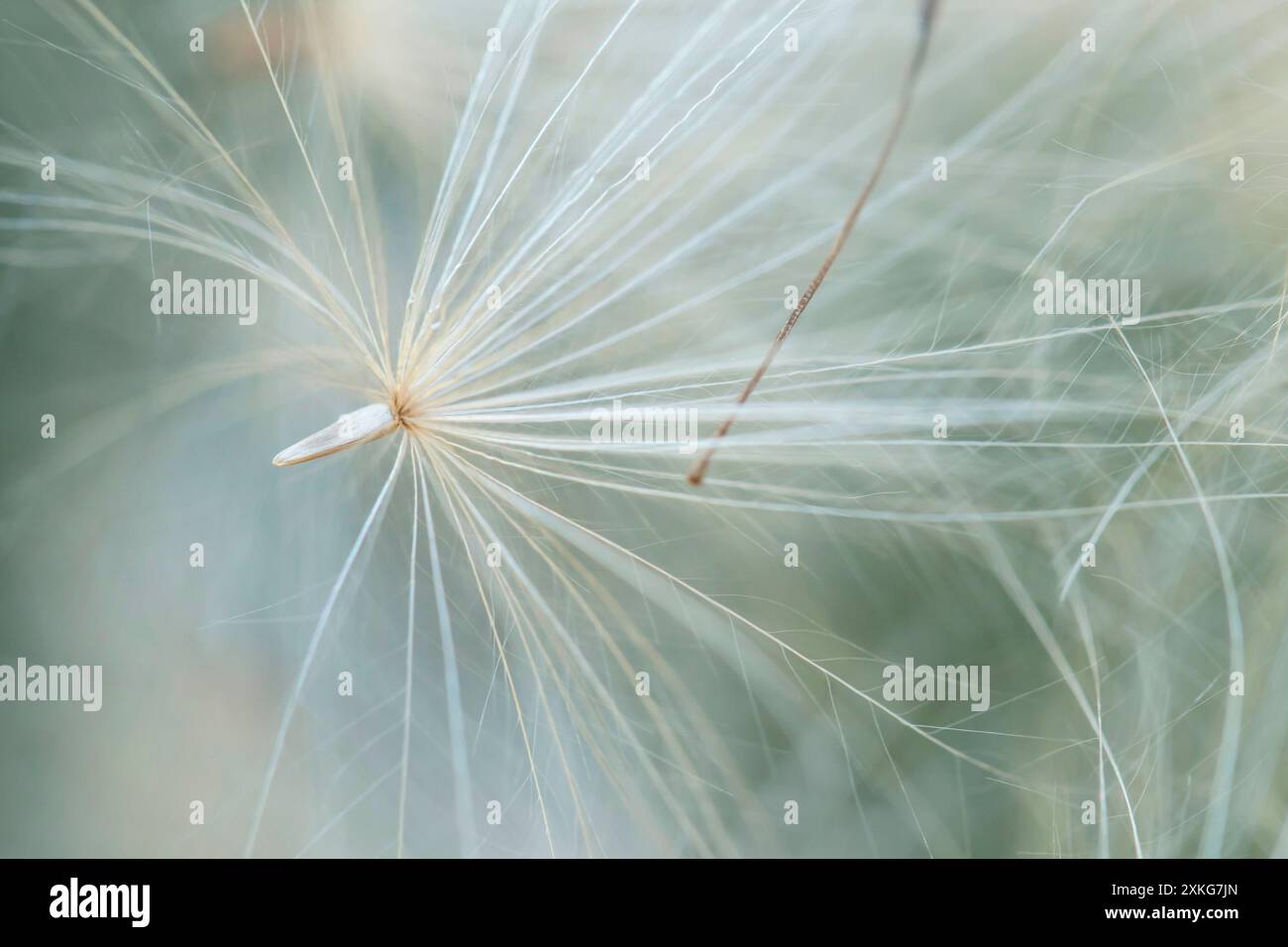 common thistle, plumed thistle (Cirsium spec.), Flying seeds of a ...