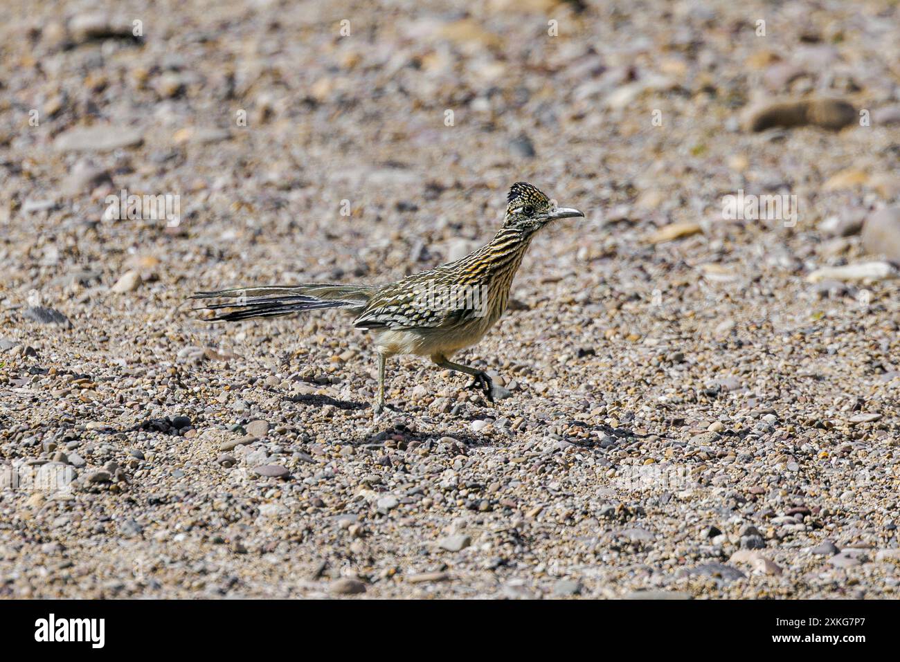 Camouflaged road view hi-res stock photography and images - Alamy