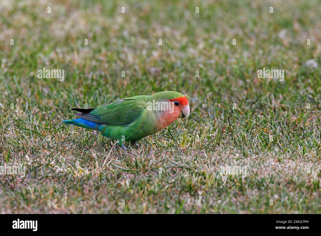 Rosy colouring hi-res stock photography and images - Alamy