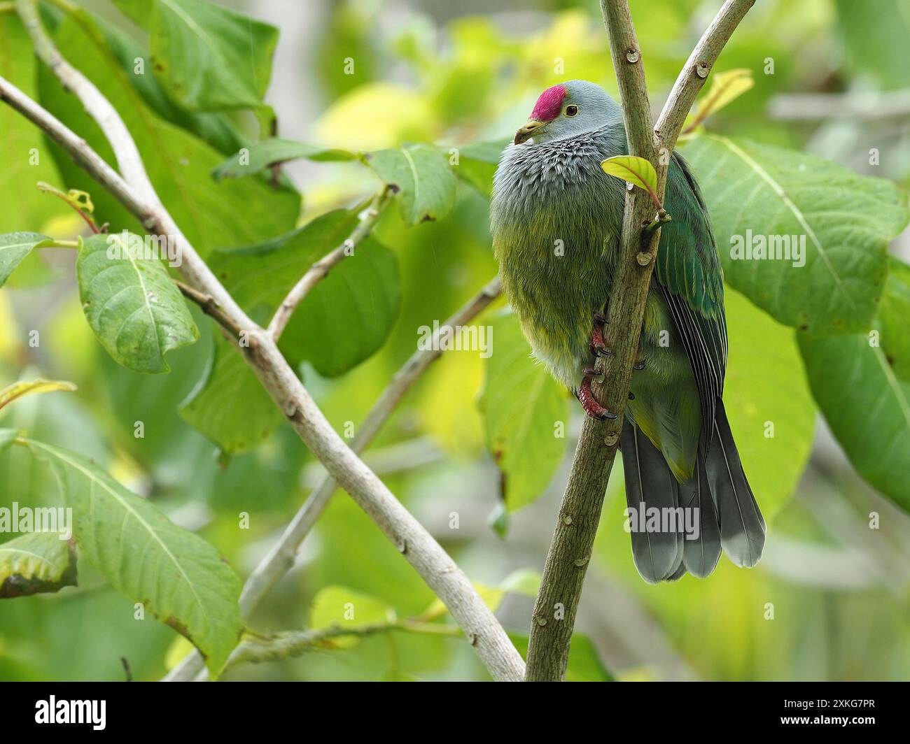 Henderson fruit dove, Henderson Island fruit dove, Scarlet-capped fruit ...