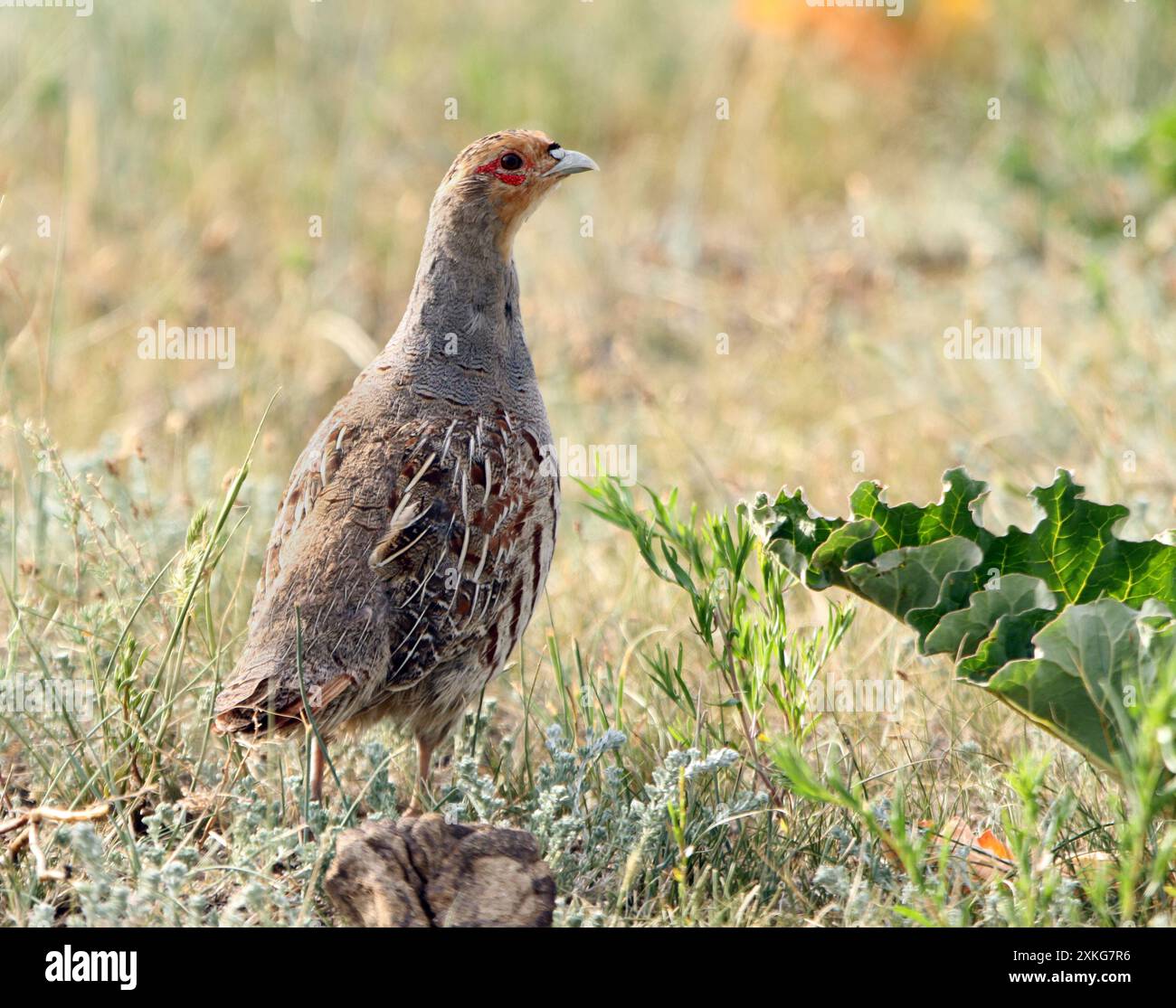 Steppe partridge hi-res stock photography and images - Alamy