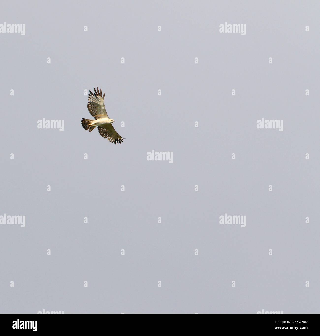 Flores hawk-eagle, Sunda hawk eagle, Sunda hawk-eagle (Nisaetus floris ...