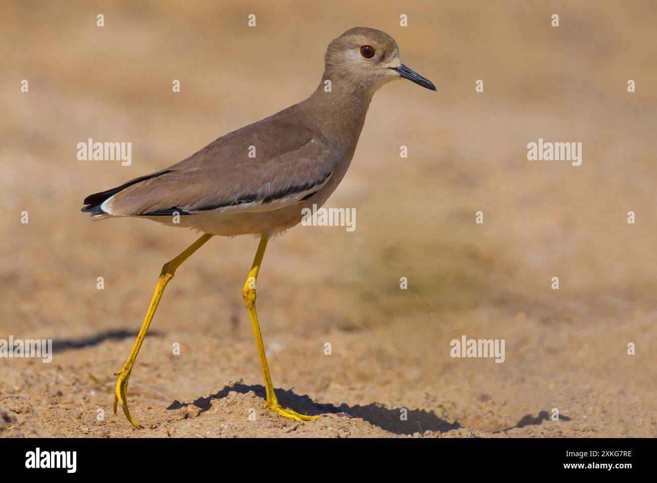 white-tailed plover, white-tailed lapwing (Vanellus leucurus, Chettusia ...
