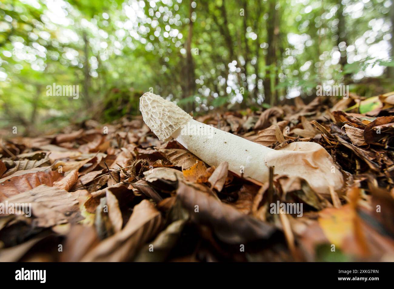 Common stinking horn hi-res stock photography and images - Alamy