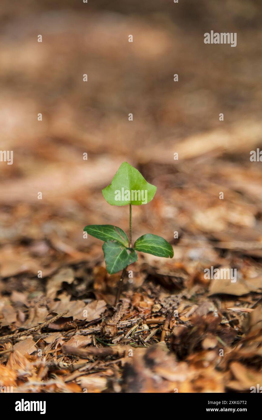 English ivy, common ivy (Hedera helix), seedling on forest ground ...
