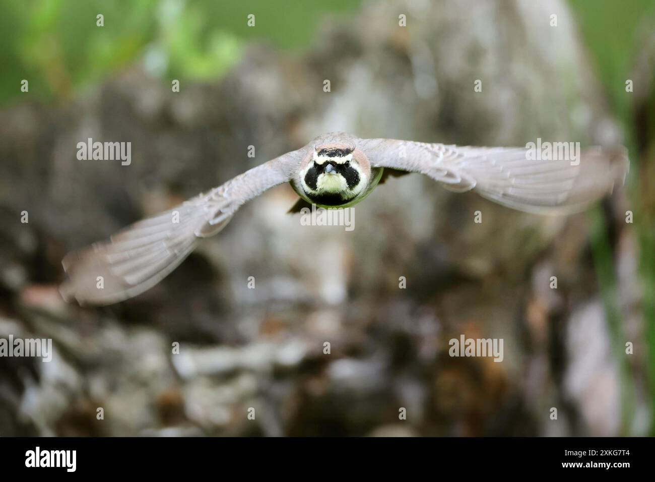 shore horned lark (Eremophila alpestris), male in flight, Netherlands ...