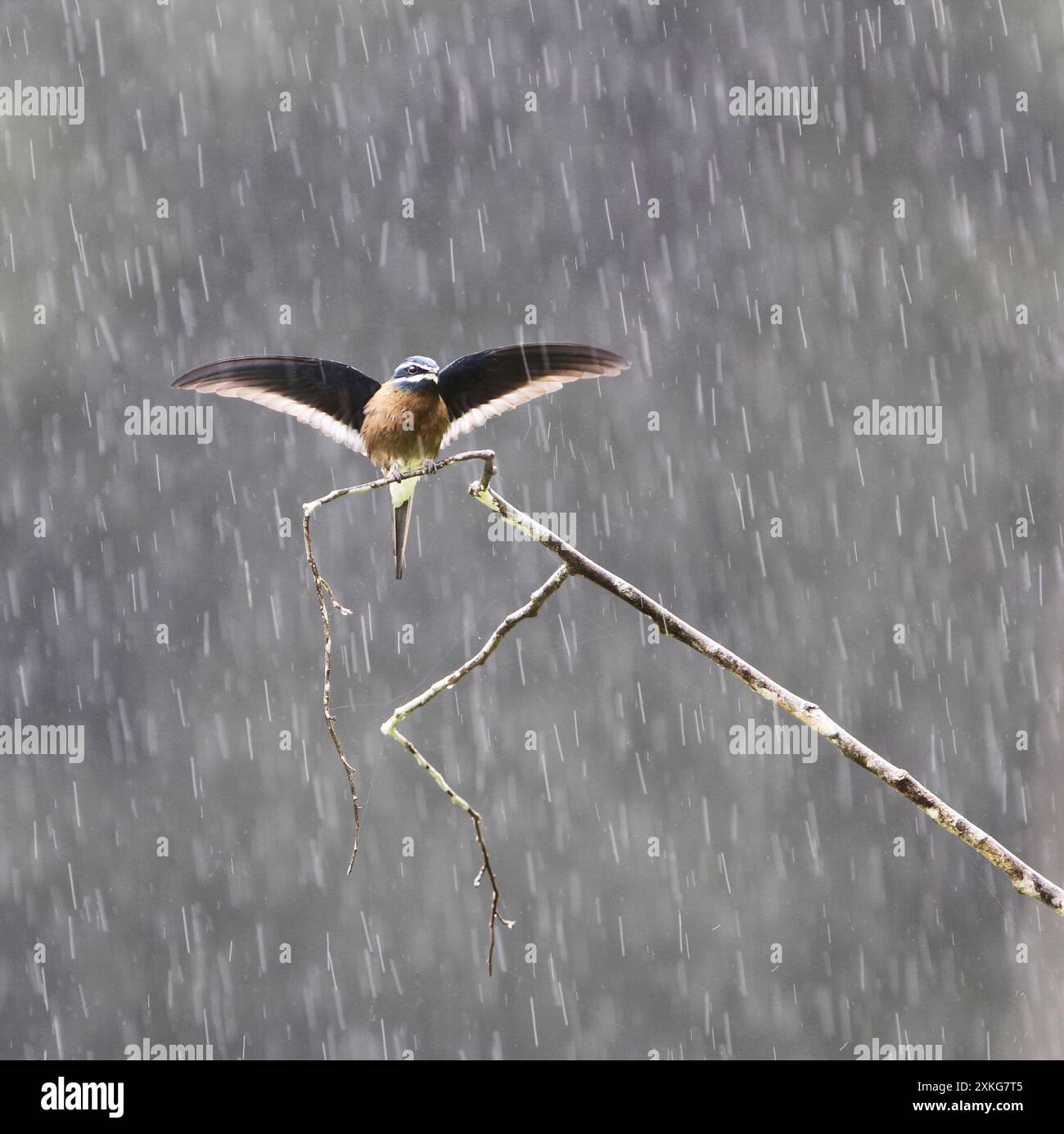 Lesser tree swift, whiskered treeswift (Hemiprocne comata), perching on ...