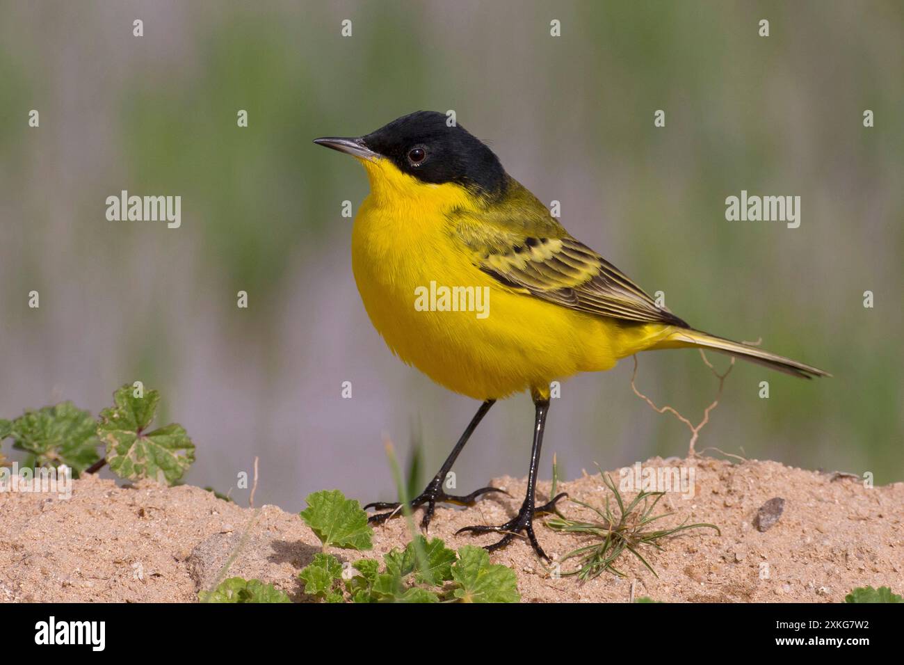 Black-headed Wagtail (Motacilla feldegg, Motacilla flava feldegg ...