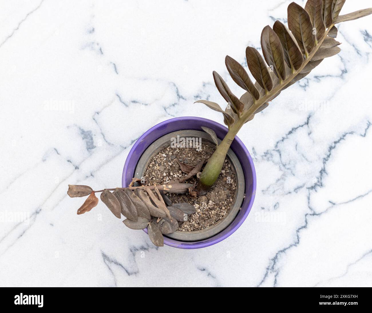 Black ZZ plant stem rot top view Stock Photo - Alamy