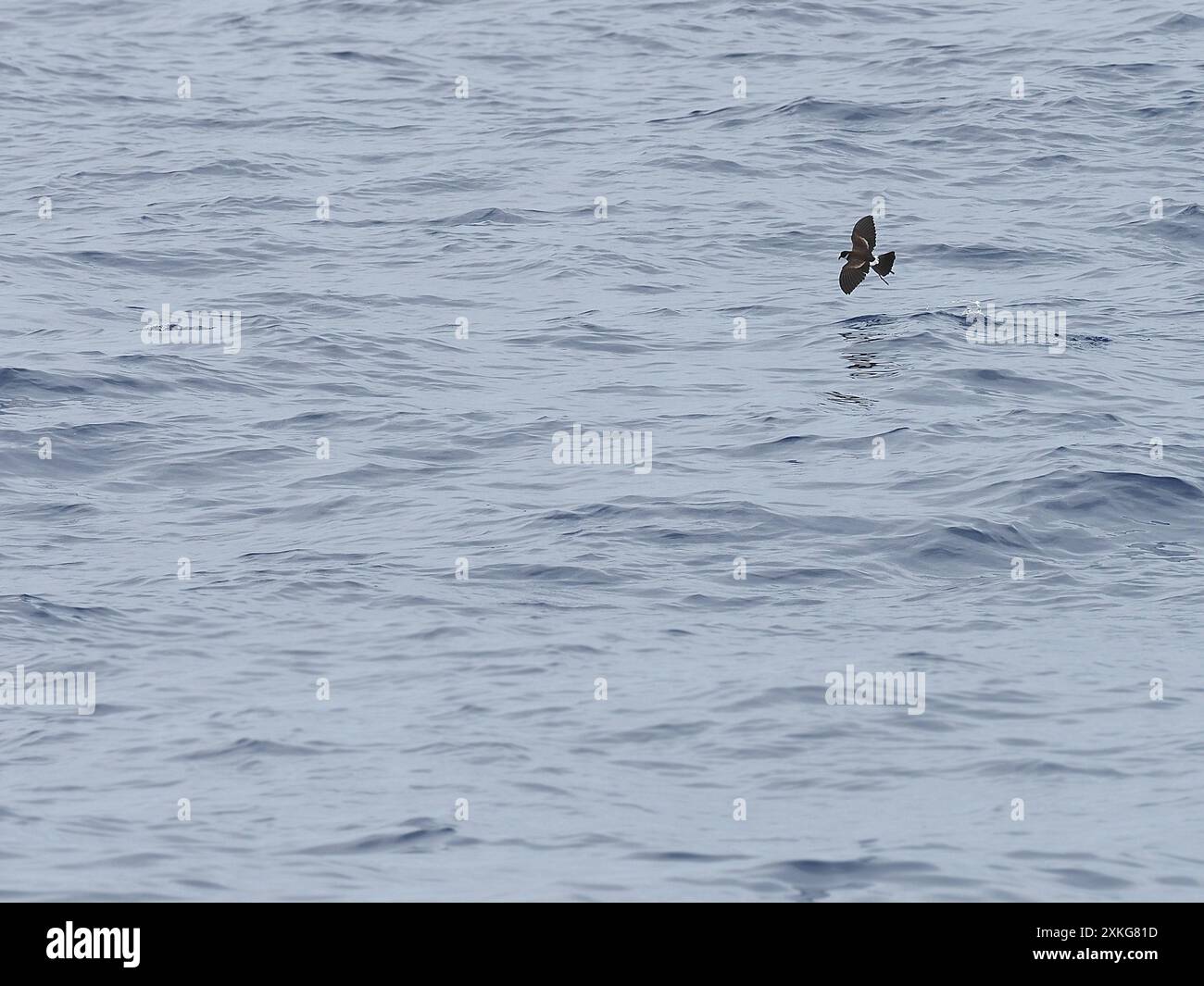 british storm petrel (Hydrobates pelagicus), in flight low over sea in ...