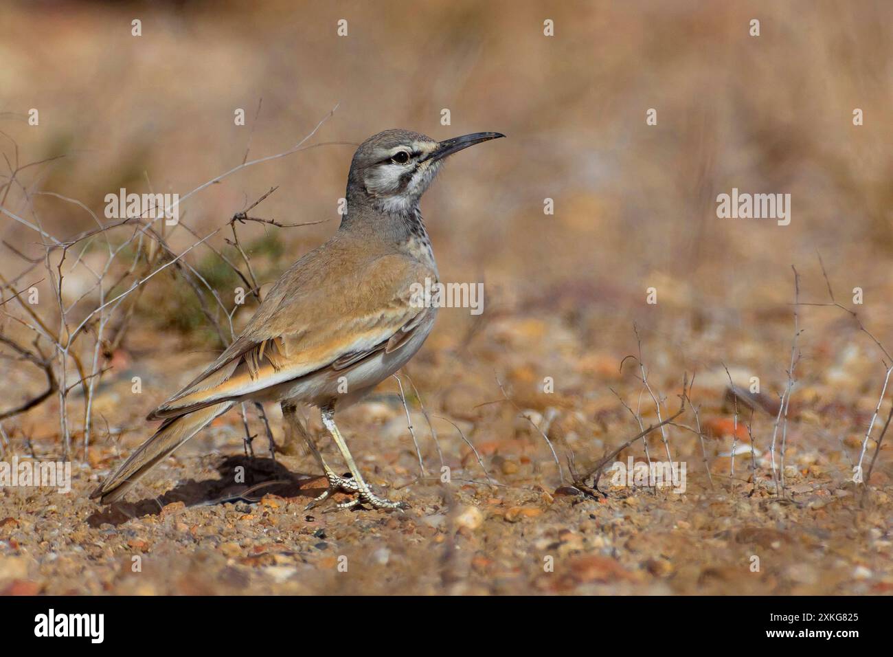 hoopoe lark, bifasciated lark, greater hoopoe-lark, large desert lark ...