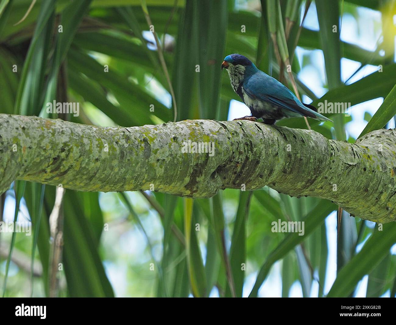 Ultramarine lorikeets hi-res stock photography and images - Alamy