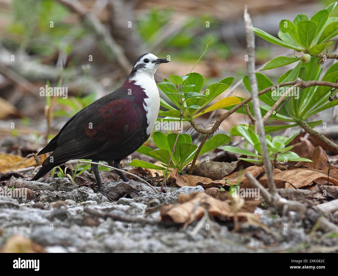 White collared ground doves hi-res stock photography and images - Alamy