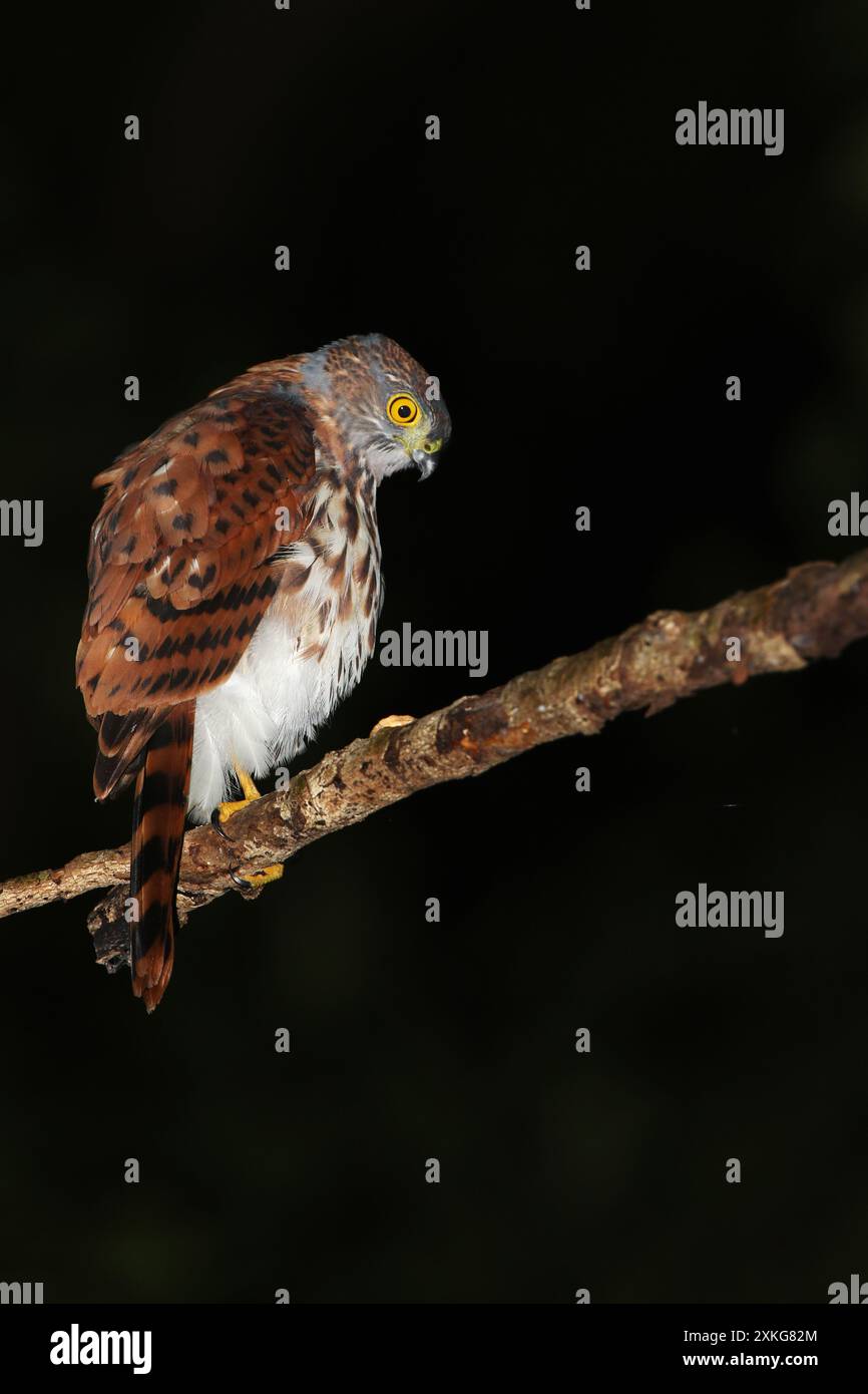 Sulawesi crested goshawk (Accipiter griseiceps), roosting at night in ...