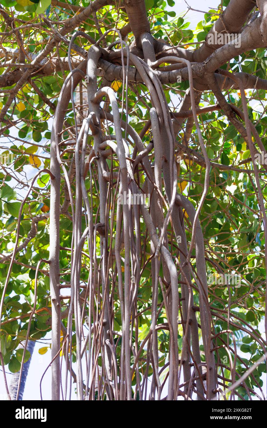 Balsam apple hi-res stock photography and images - Alamy