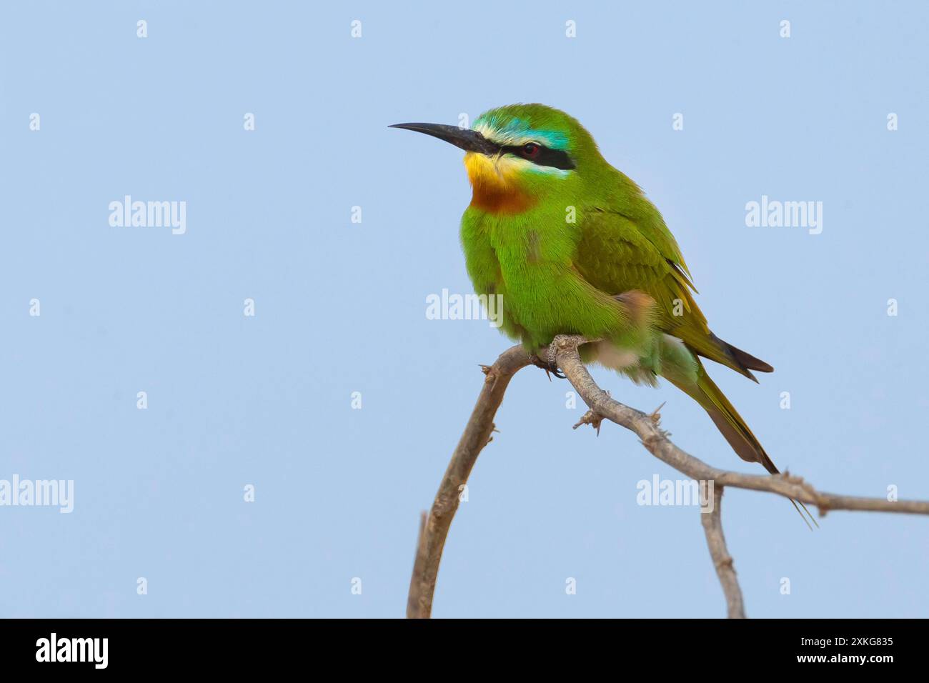 Blue cheeked bee eater sitting hi-res stock photography and images - Alamy