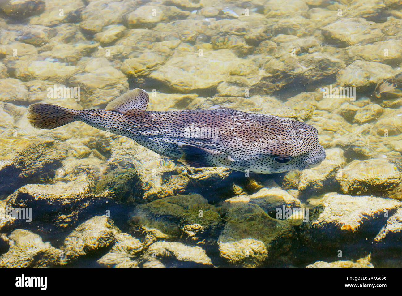 common porcupinefish, spotted porcupinefish, spot-fin porcupinefish ...