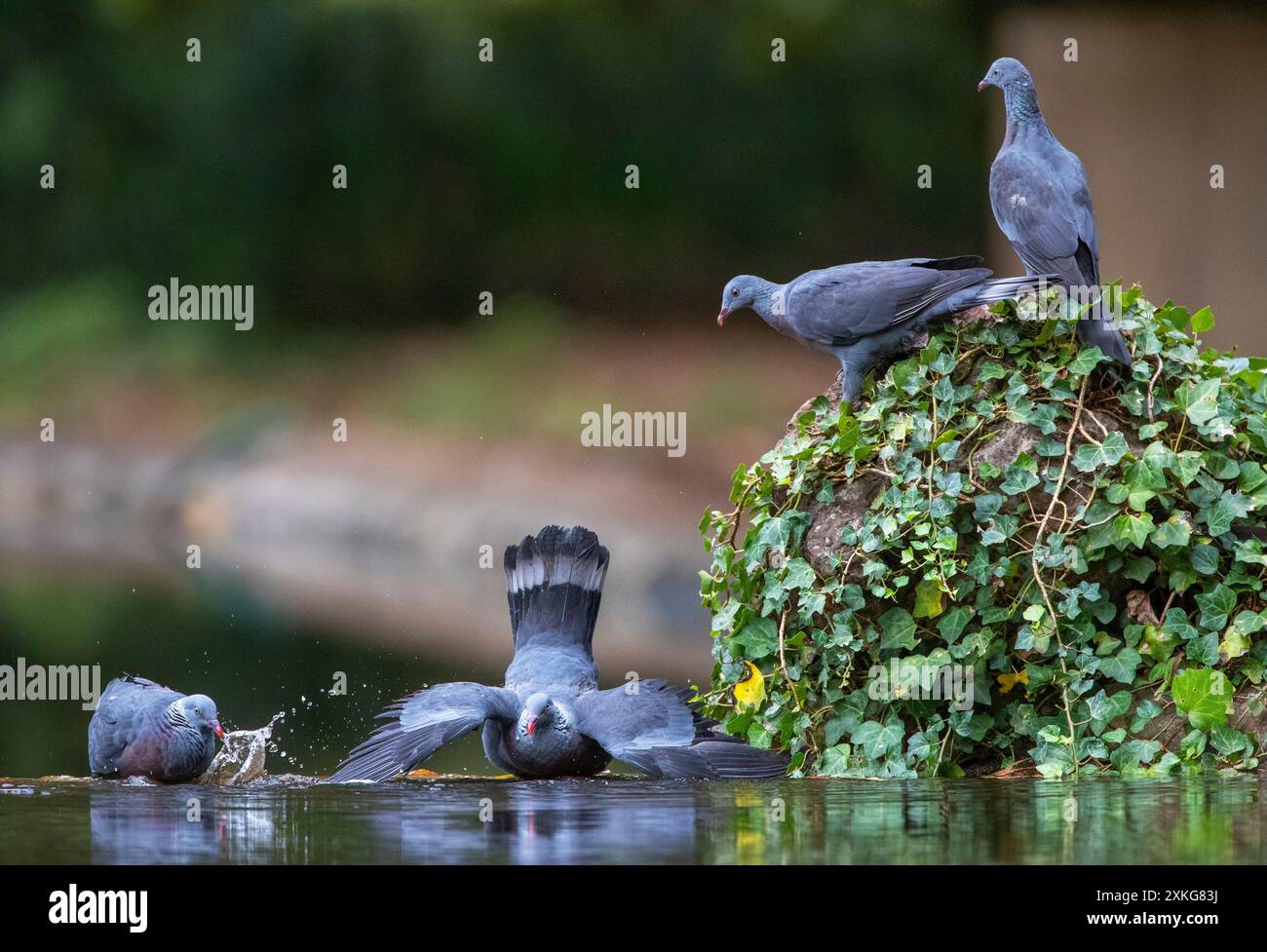 Trocaz pigeon, Madeira laurel pigeon, Long-toed pigeon (Columba trocaz ...