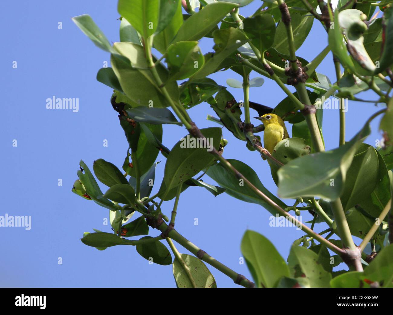 Javan white eye, Javan white-eye, Philippine white-eye, Yellow white ...