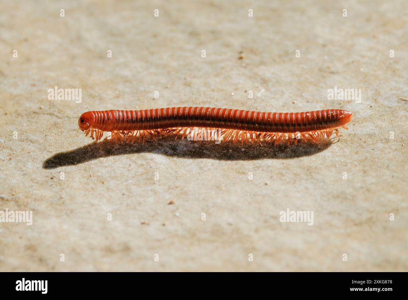 Thousand leggers hi-res stock photography and images - Alamy