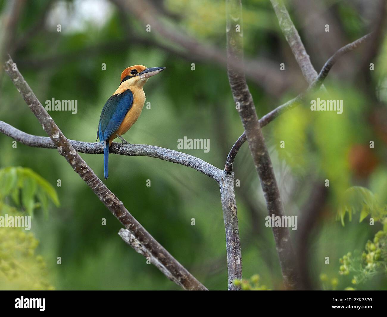Lesser sunda kingfishers hi-res stock photography and images - Alamy