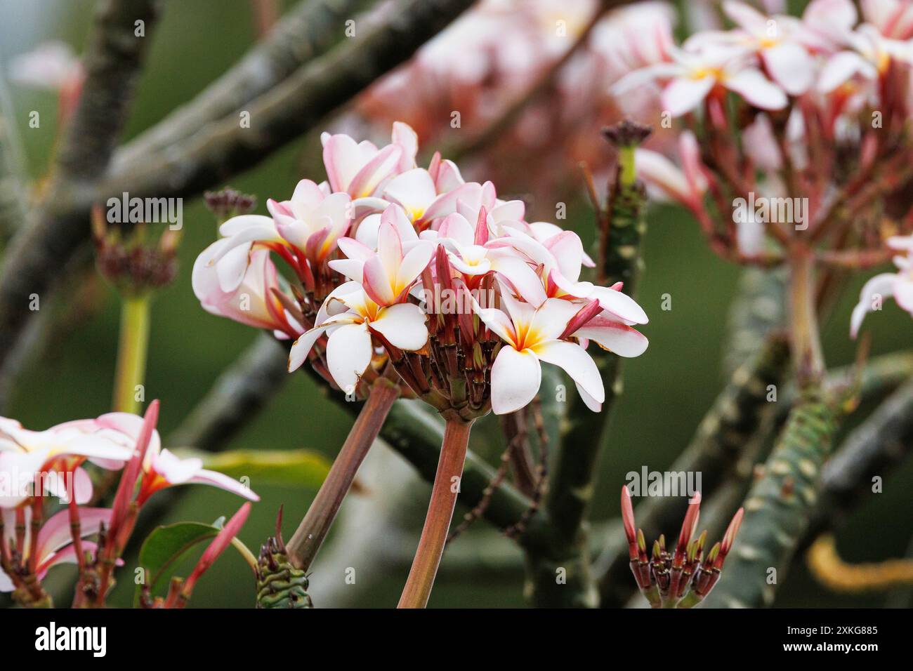 templetree, red plumeria (Plumeria rubra), flowers, USA, Hawaii, Mauna ...