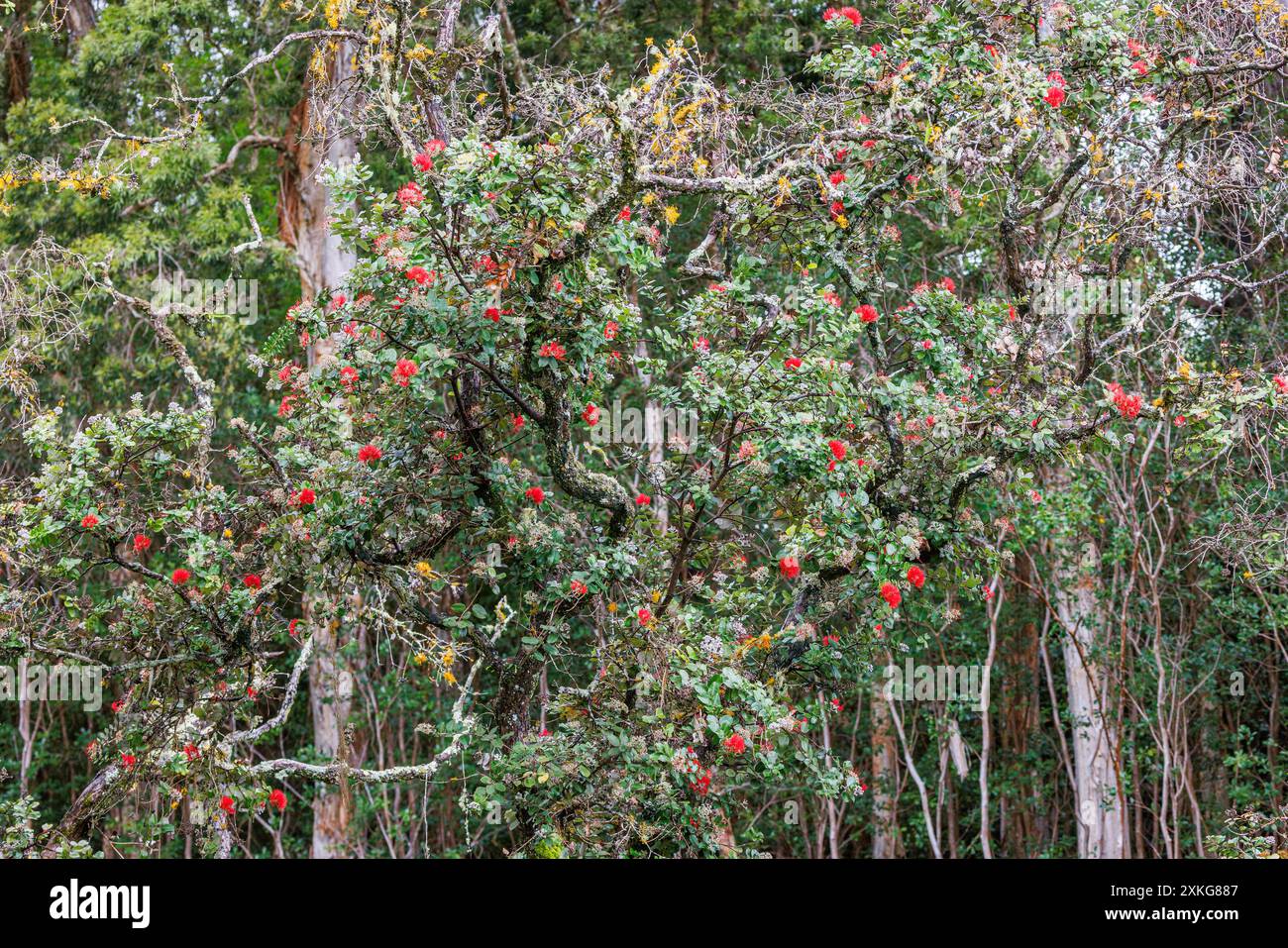 Ohia lehua blossom hi-res stock photography and images - Alamy