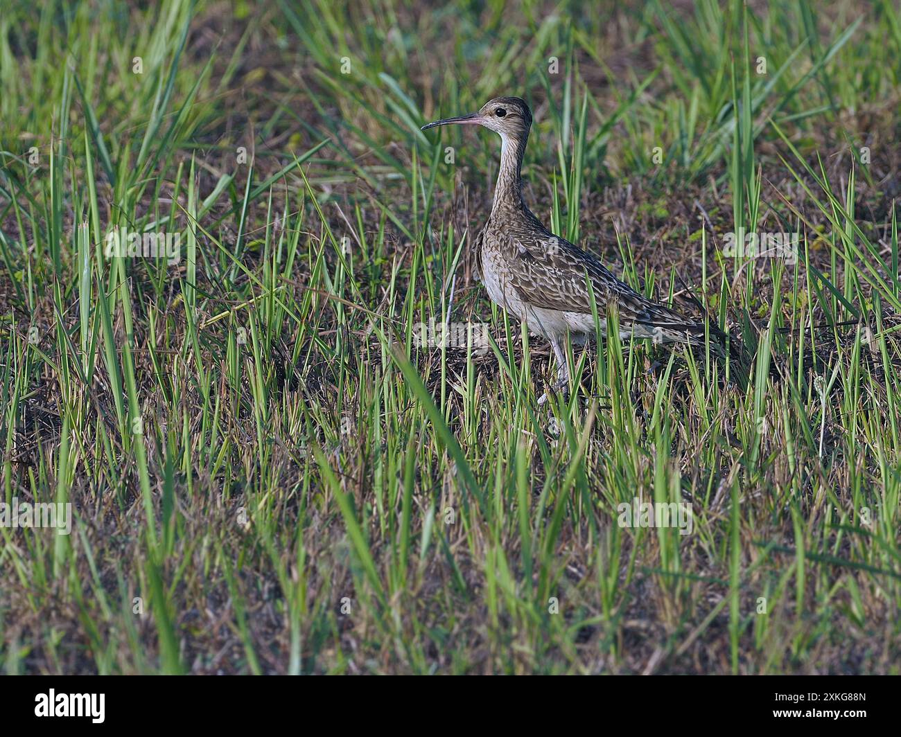 little curlew (Numenius minutus), sitting on the ground, Indonesia ...