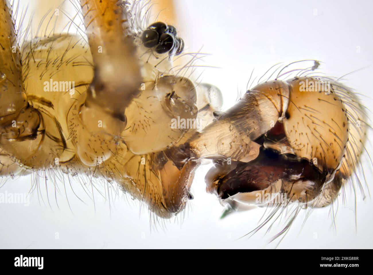 Long-bodied cellar spider, Longbodied cellar spider (Pholcus ...