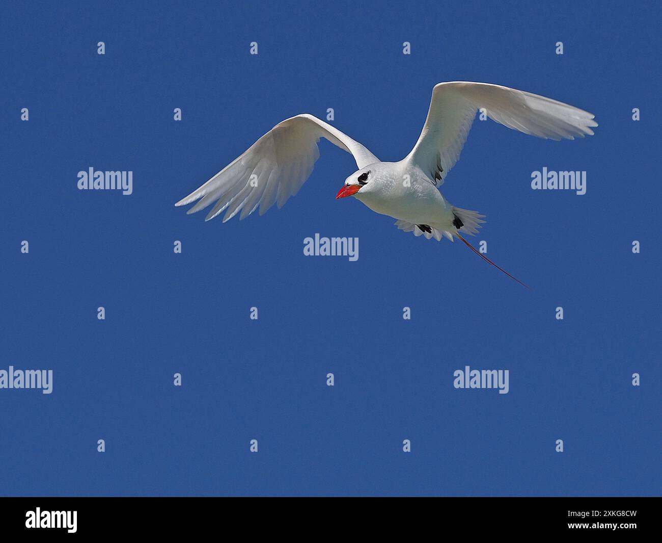 Red-tailed tropic bird, Red-tailed tropicbird (Phaethon rubricauda), in ...