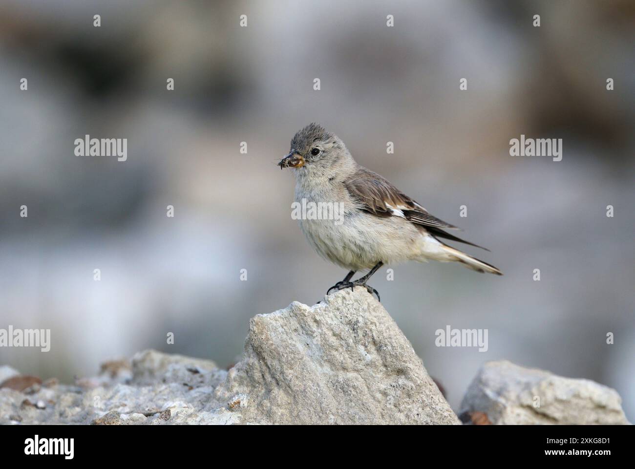 Black winged snow finches hi-res stock photography and images - Alamy