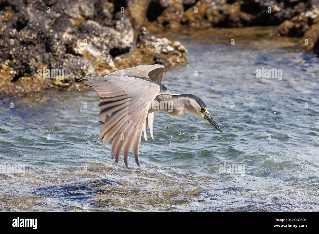 black-crowned night heron (Nycticorax nycticorax), hunting fish in the ...
