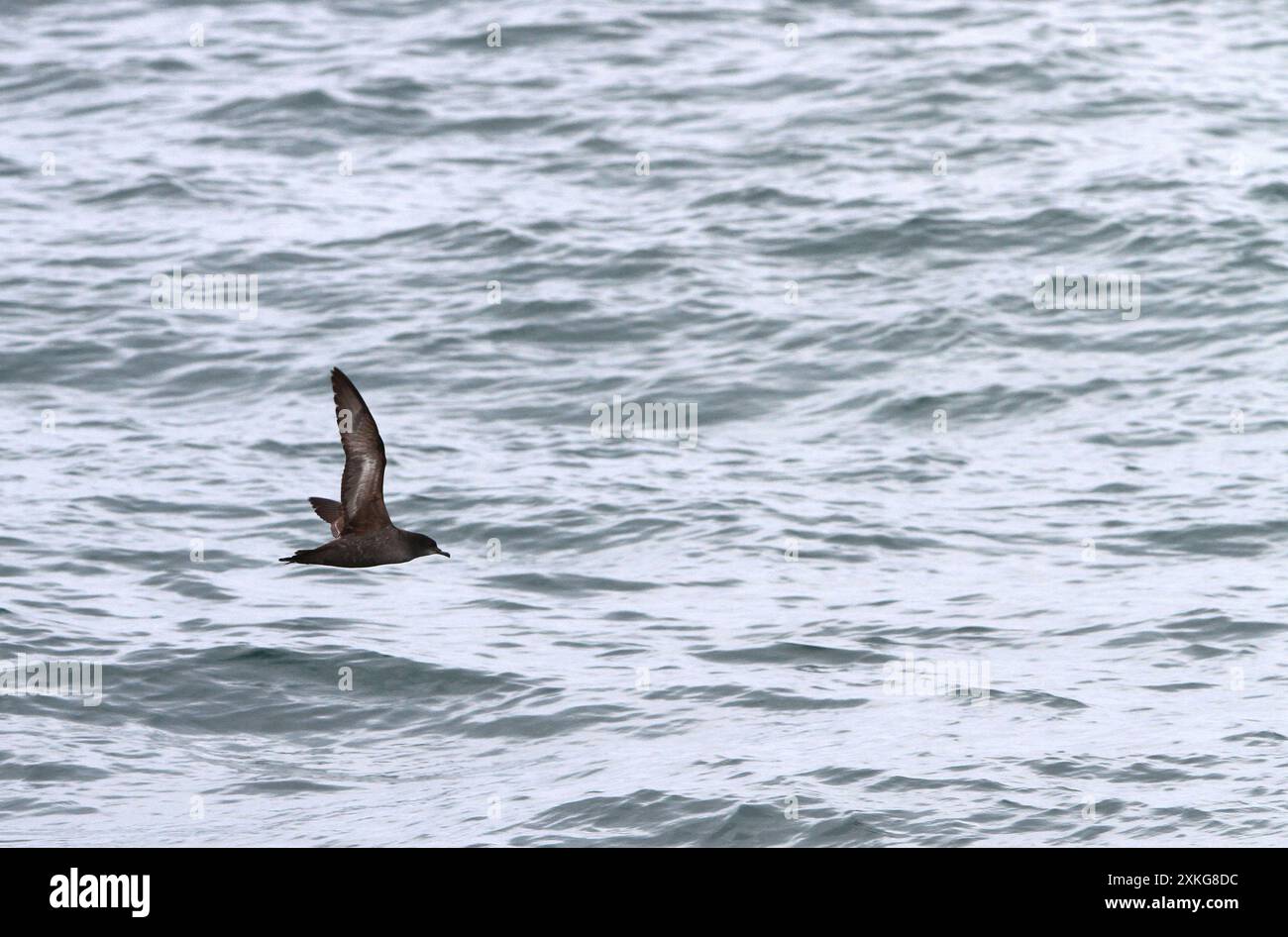 Short tailed petrel hi-res stock photography and images - Alamy