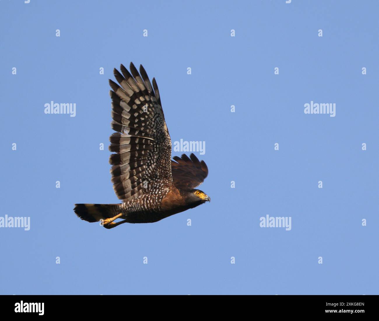 Sulawesi serpent eagle (Spilornis rufipectus), in flight, Indonesia ...