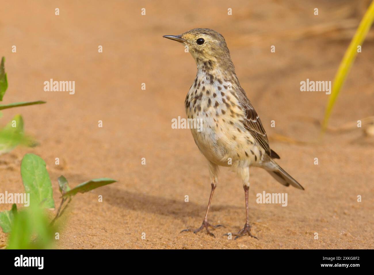Asian Buff-bellied Pipit, Siberian Buff-bellied Pipit (Anthus rubescens ...