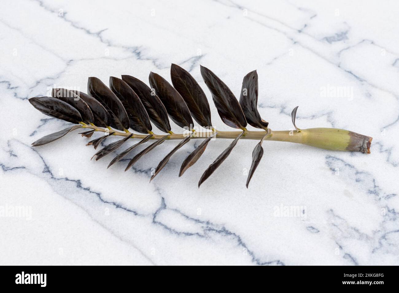 Detailed View of Rotten Plant Stem of Black ZZ Raven Plant on Marble ...