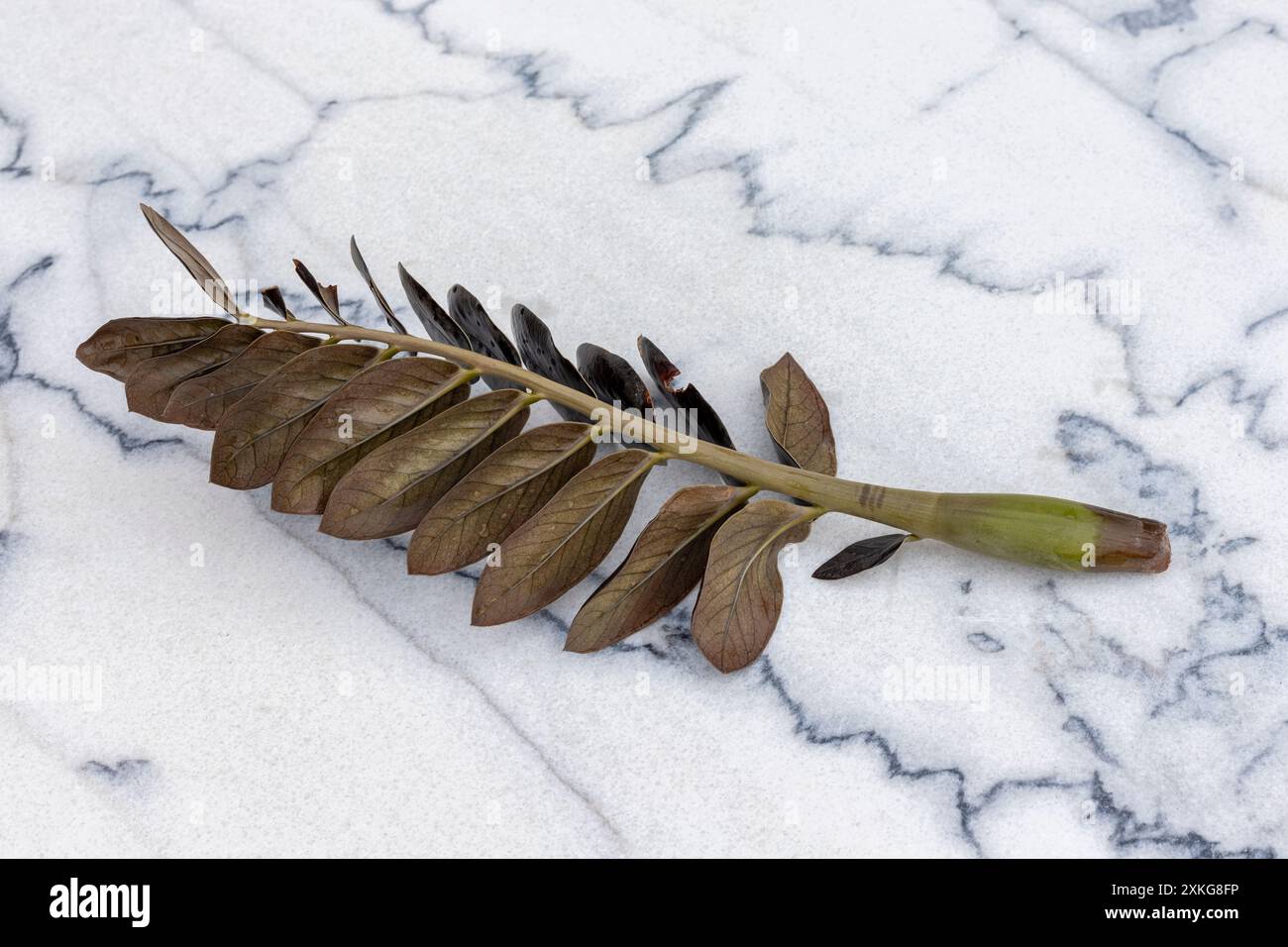 Zamioculcas raven hi-res stock photography and images - Alamy