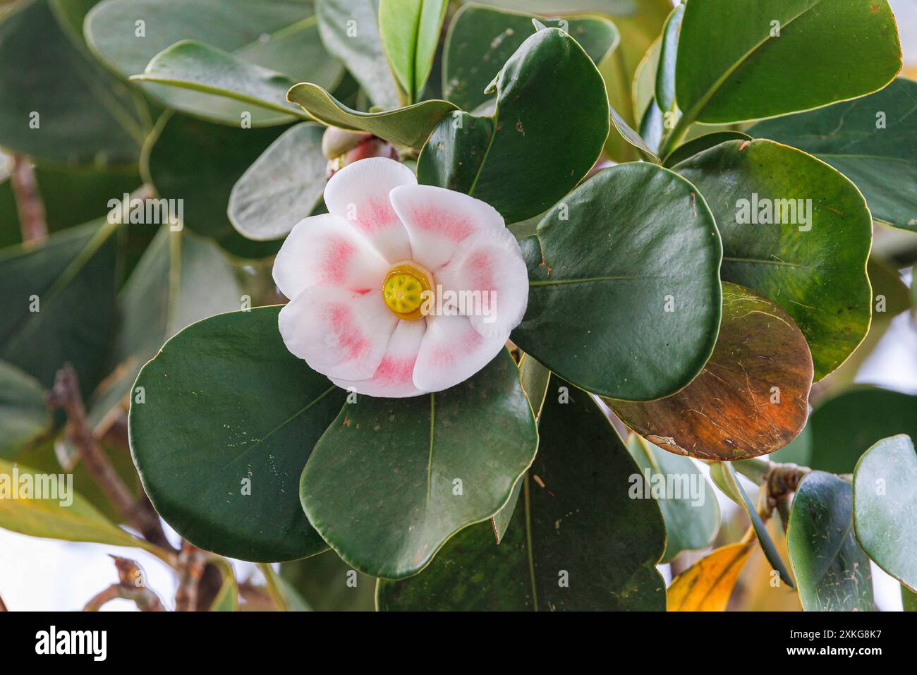 Balsam apple hi-res stock photography and images - Alamy