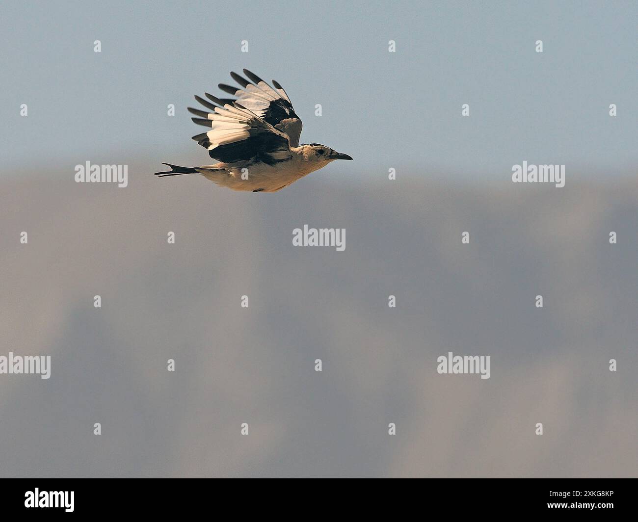 Mongolian ground jay, Mongolian ground-jay, Henderson's ground jay ...