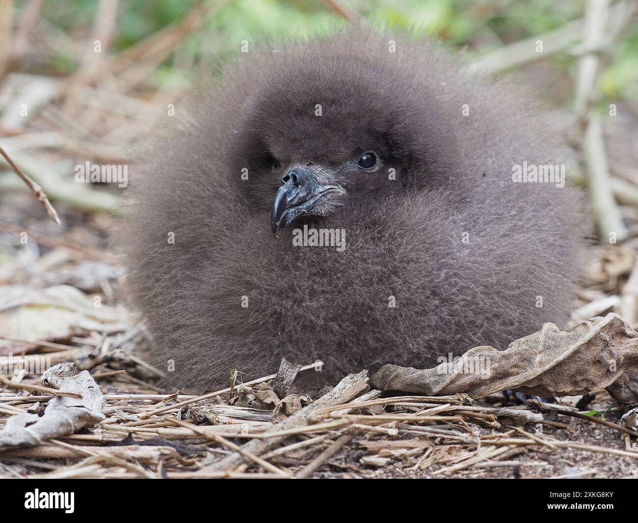 Murphys petrels hi-res stock photography and images - Alamy
