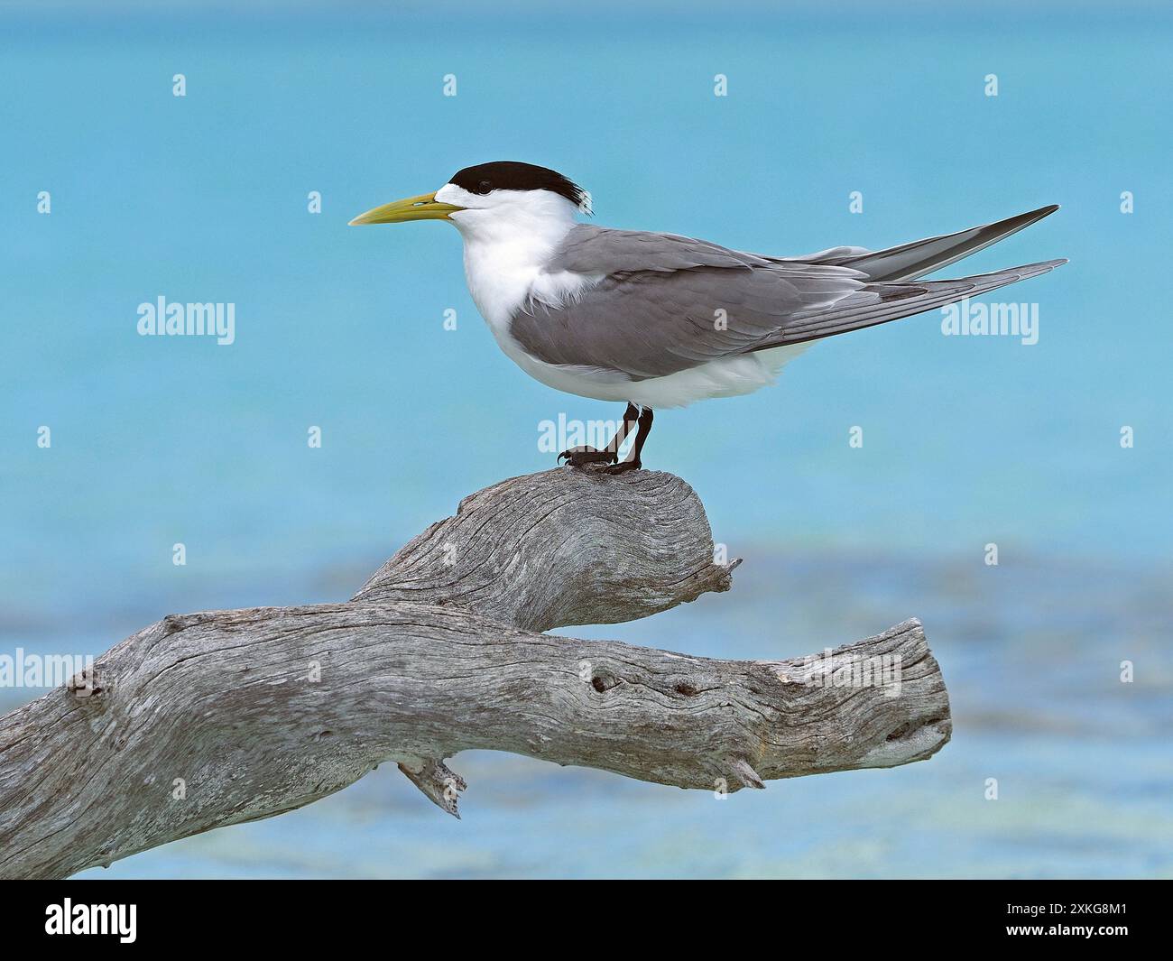 greater crested tern (Thalasseus bergii, Sterna bergii), perching on ...