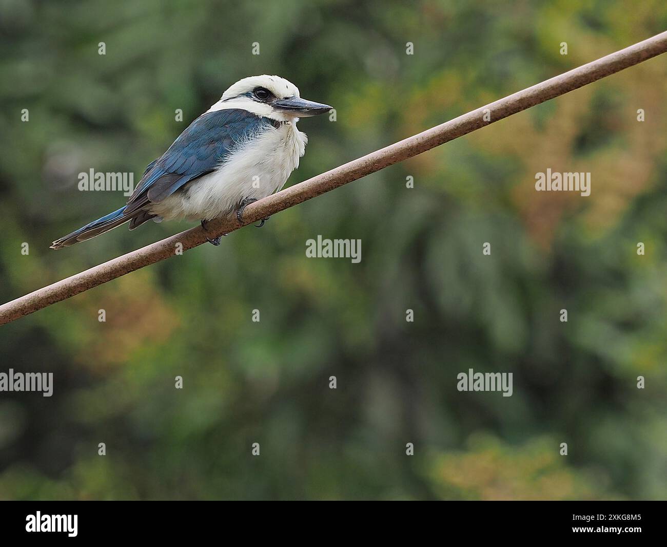 Borabora kingfisher, Chattering kingfisher, Pacific kingfisher ...