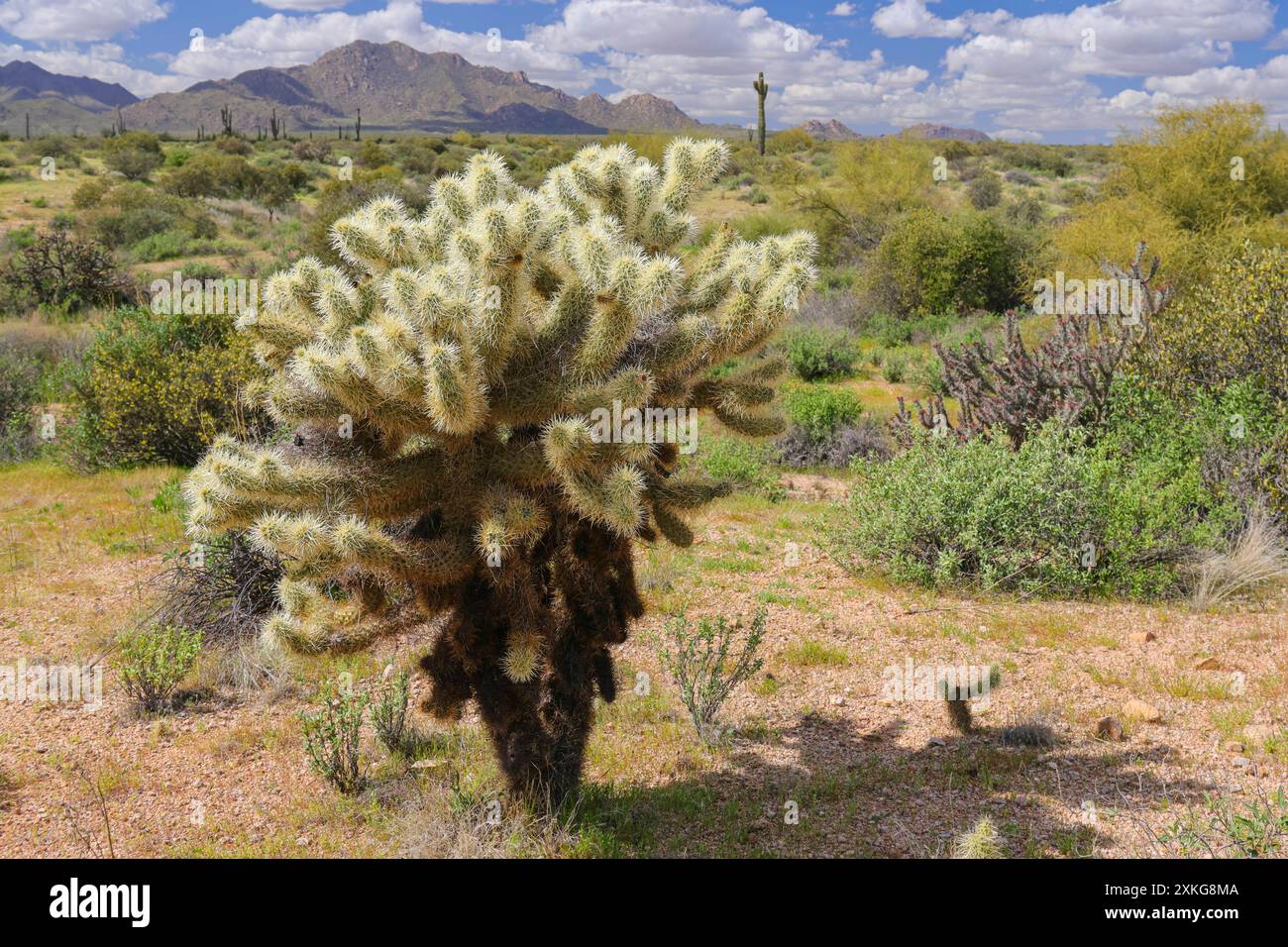 Teddy-bear cholla, Jumping Cholla, Silver cholla (Opuntia bigelovii ...