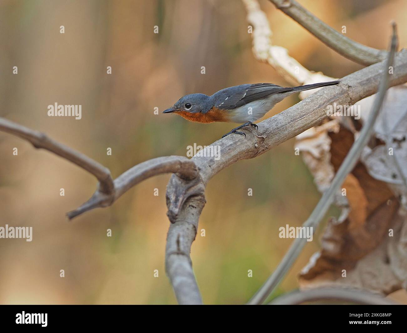 Broad billed flycatchers hi-res stock photography and images - Alamy