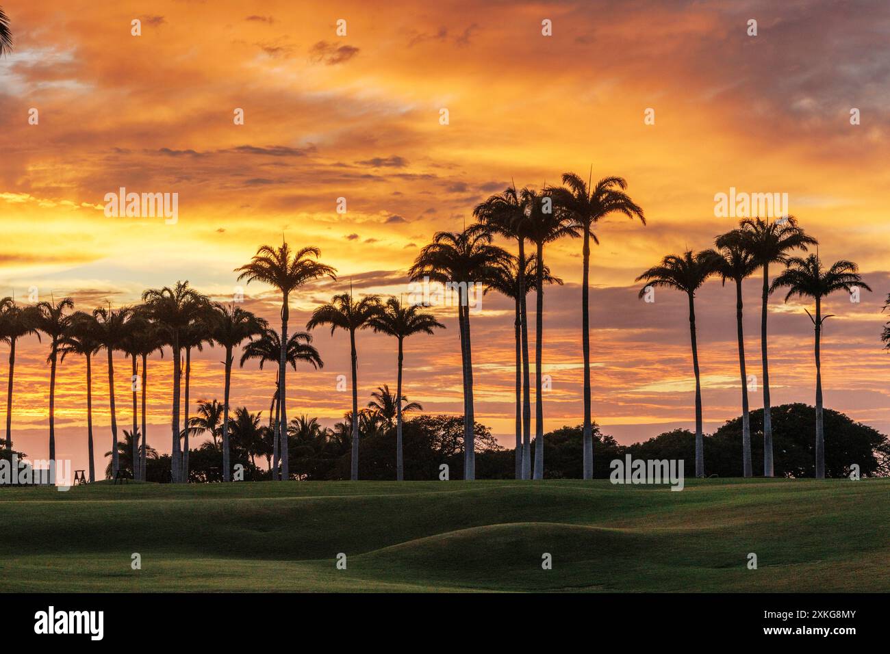coconut palm (Cocos nucifera), palm trees in the sunset, USA, Hawaii ...