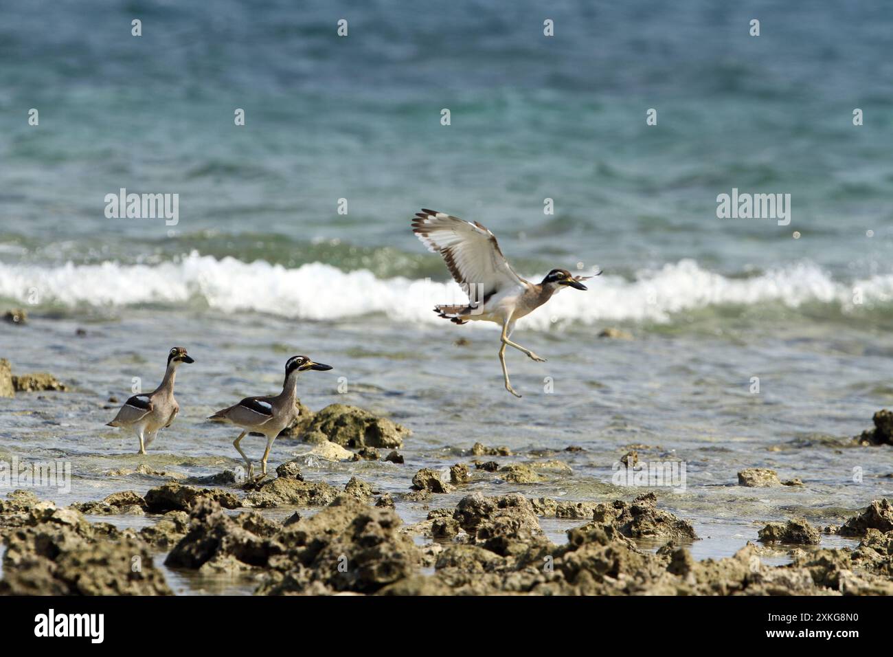 Great Australian stone plover, Beach stone-curlew, Beach thick-knee ...