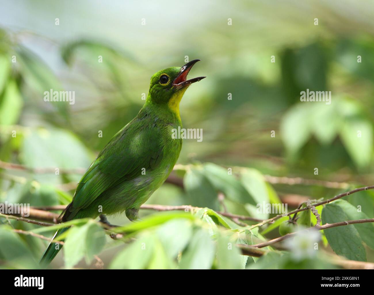 greater green leafbird (Chloropsis sonnerati), female perched in a tree ...
